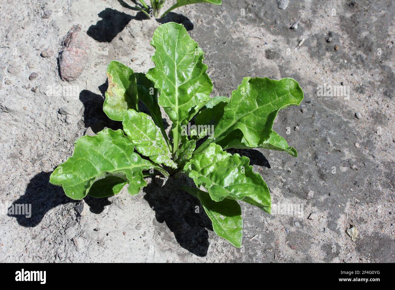Sugar fermentations hi-res stock photography and images - Alamy