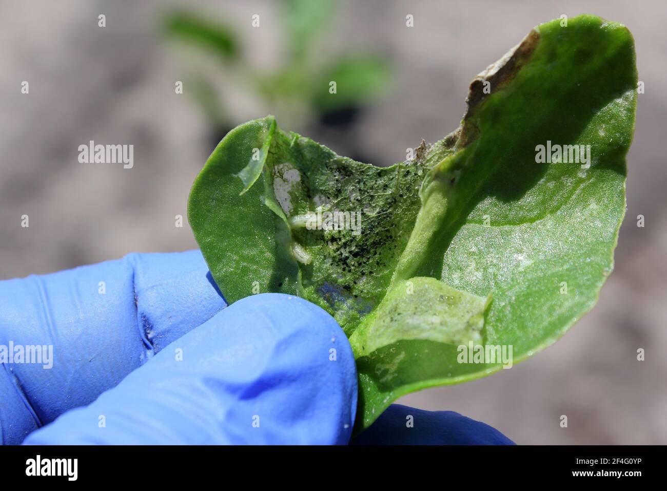 Beet leaf hi-res stock photography and images - Alamy