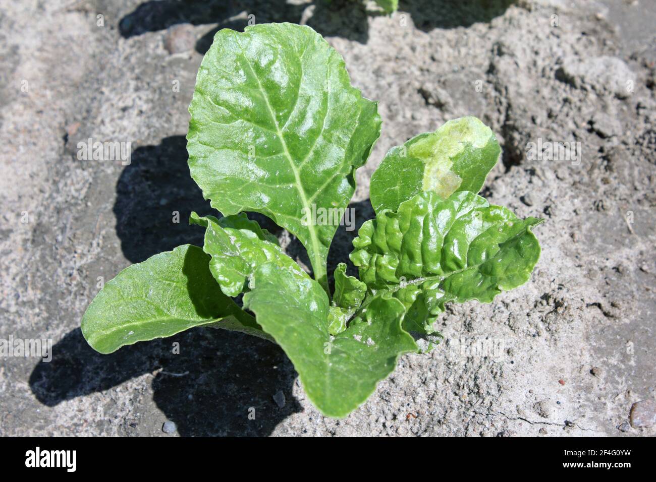 Sugar fermentations hi-res stock photography and images - Alamy