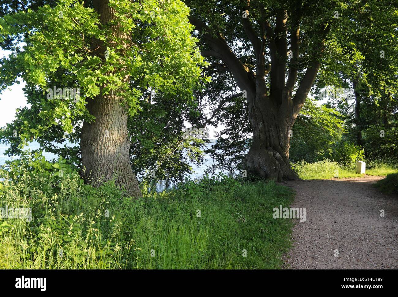 Closeup shot pathway surrounded hi-res stock photography and images - Alamy