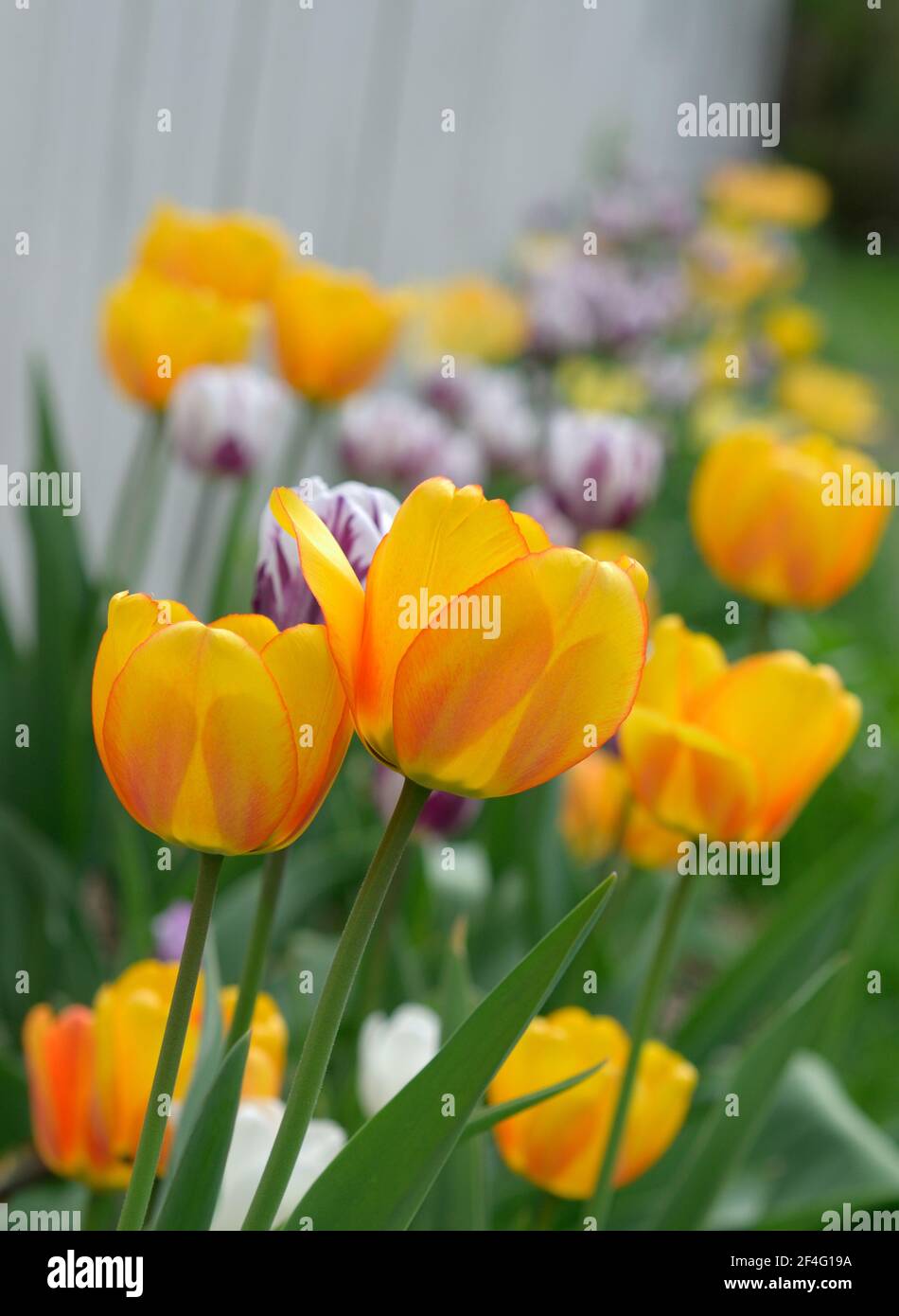 Yellow variegated tulips hi-res stock photography and images - Alamy