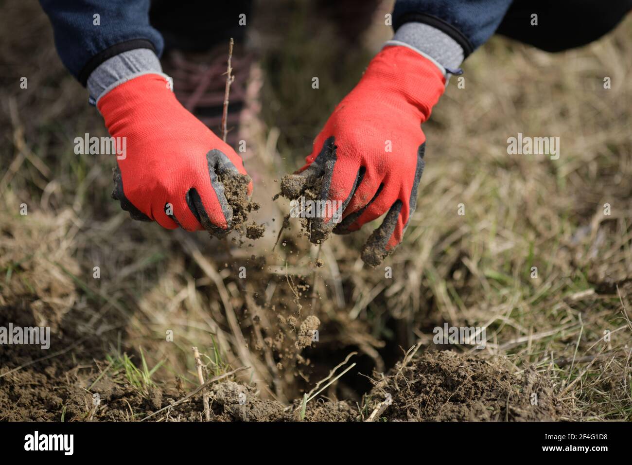 Details with the hands of a man in protective gloves planting a tree ...