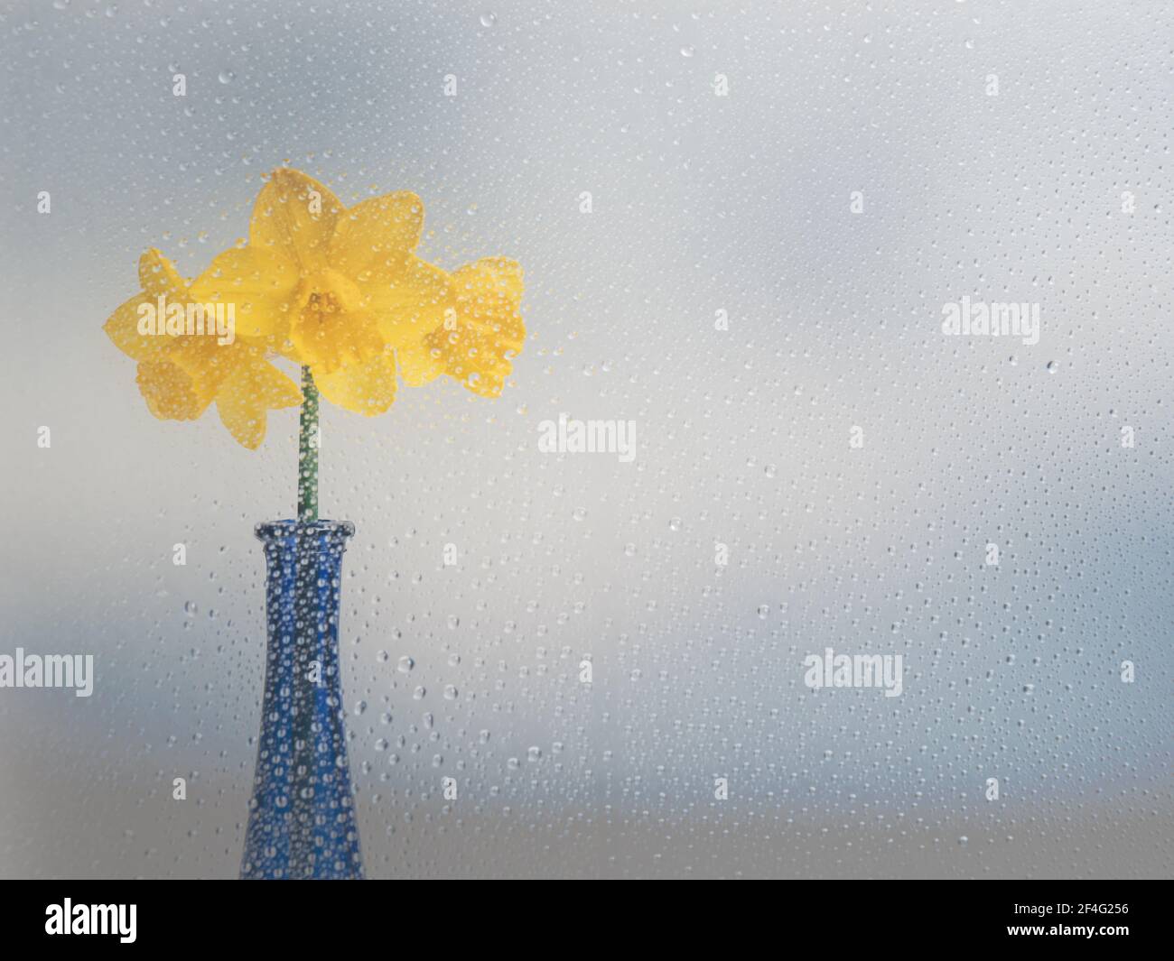 Yellow daffodil in vase behind wet window, Spring sunshine and showers ...