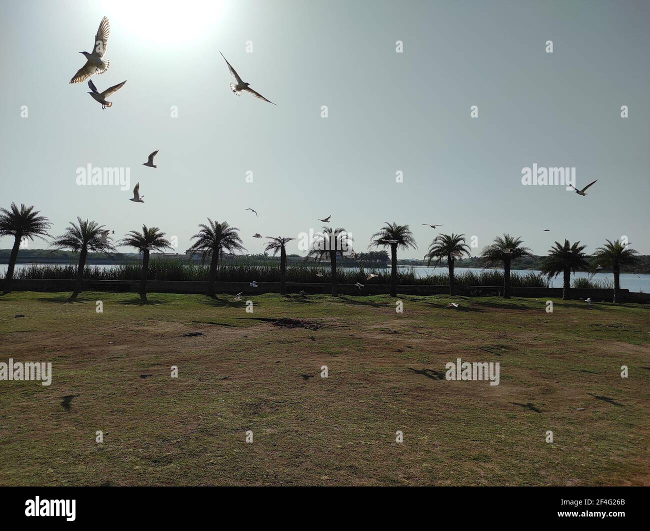 Birds flying over trees grassy hi-res stock photography and images - Alamy