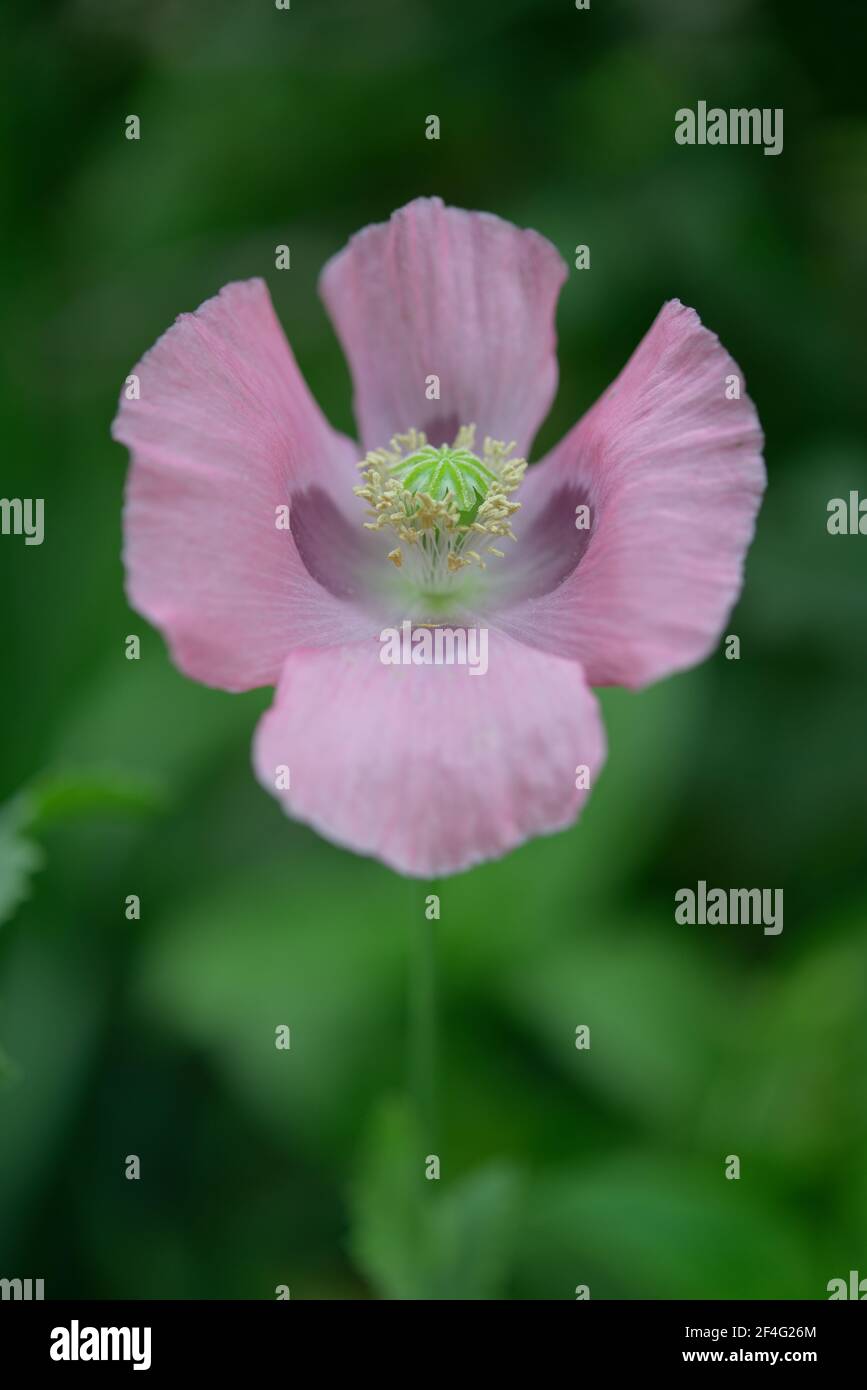 isolated pink opium poppy with seed head against a green background ...