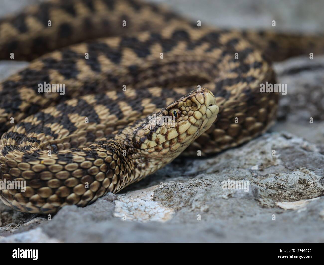 Single female of Meadow viper (latin nama Vipera ursinii) at Mokra Gora ...