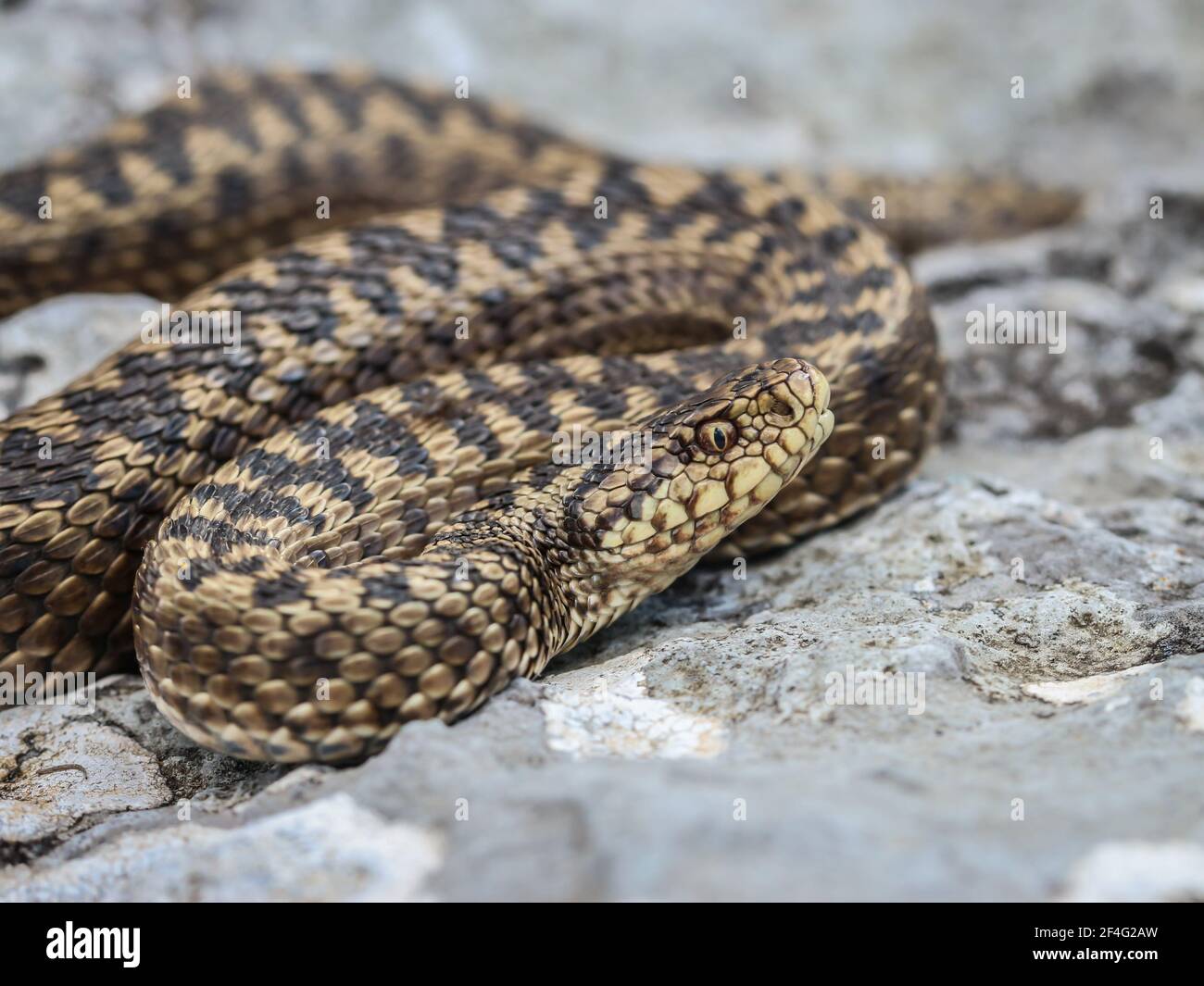 Single female of Meadow viper (latin nama Vipera ursinii) at Mokra Gora ...