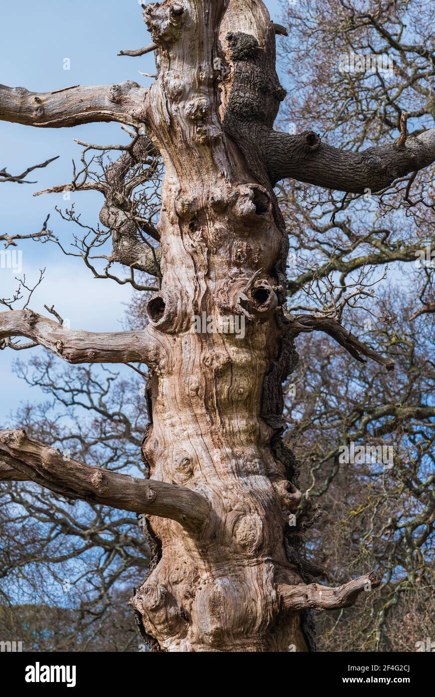 Old english oak tree hi-res stock photography and images - Alamy