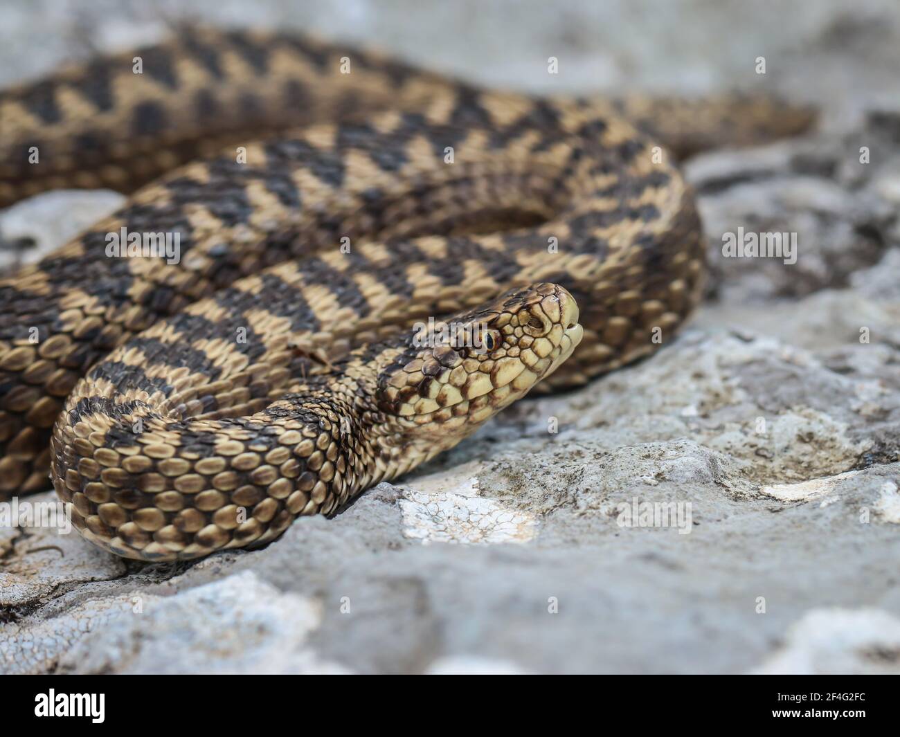 Single female of Meadow viper (latin nama Vipera ursinii) at Mokra Gora ...