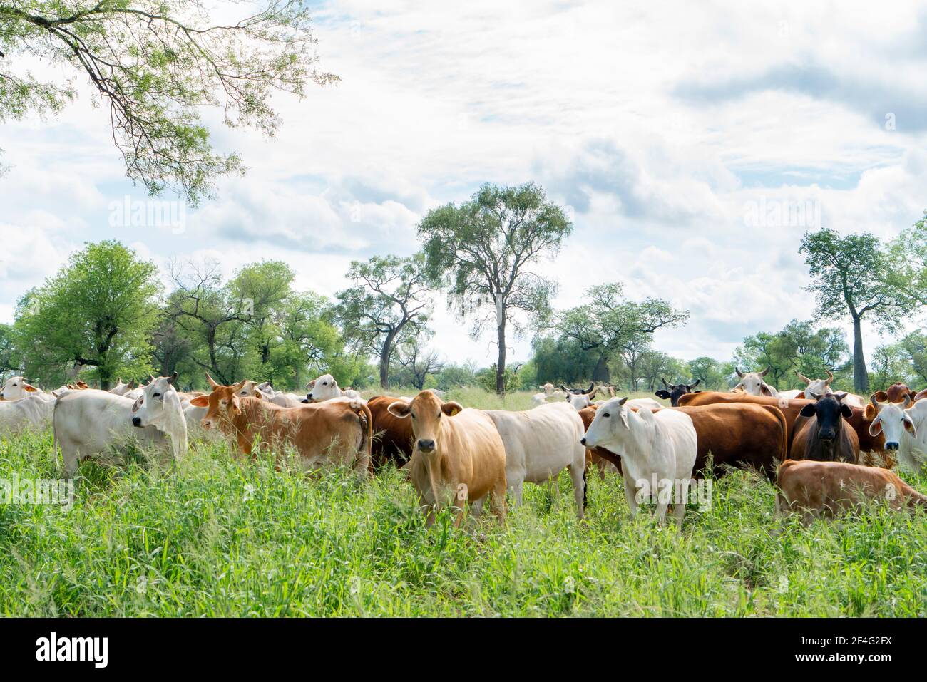 Brahman cattle gaucho hi-res stock photography and images - Alamy