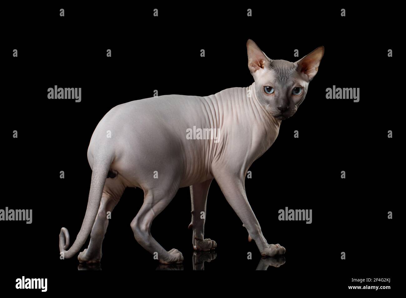 Sphynx Cat full length standing and angry stare on isolated black ...