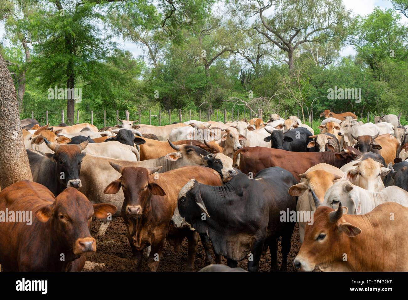 Herd of Brahman cattle grazing on a pasture in Paraguay Stock Photo - Alamy