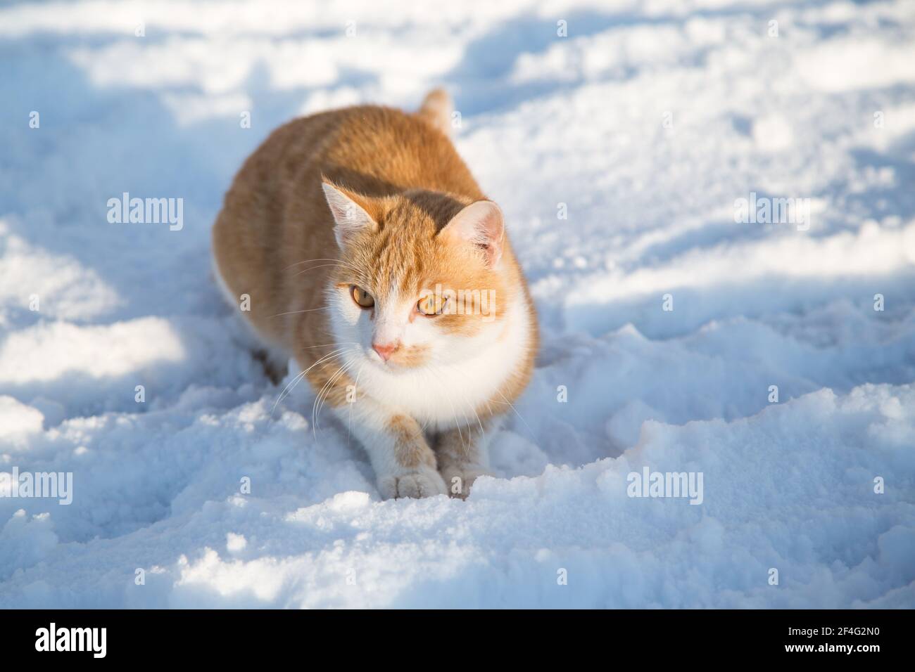 Cat tomcat hi-res stock photography and images - Alamy