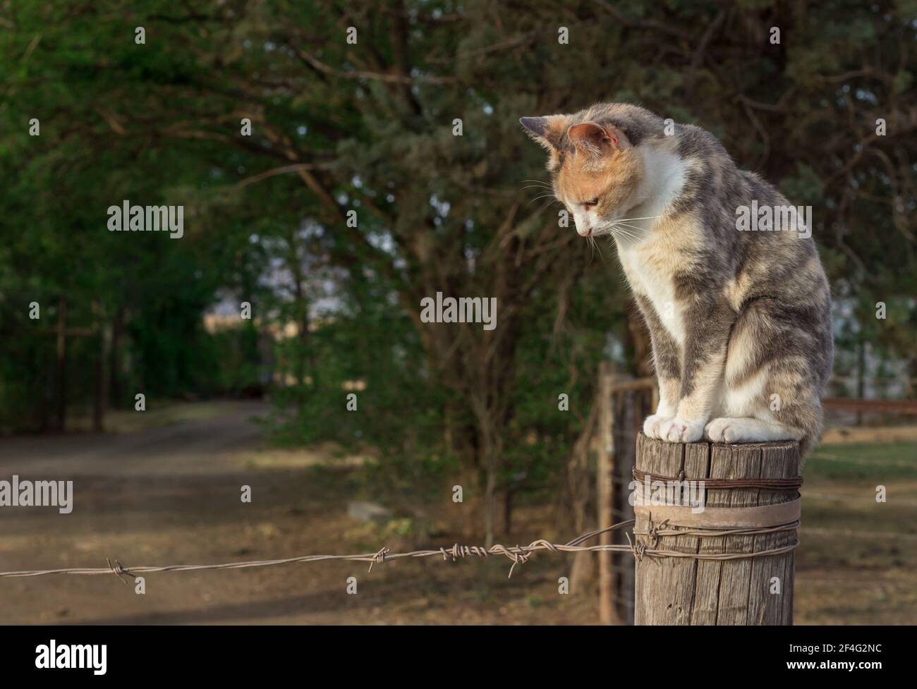 Pole cat hi-res stock photography and images - Alamy