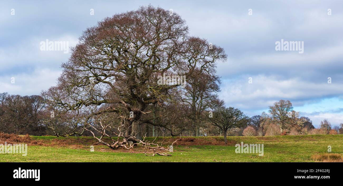 Fields, meadows and old trees, English Village, Devon, England Stock ...