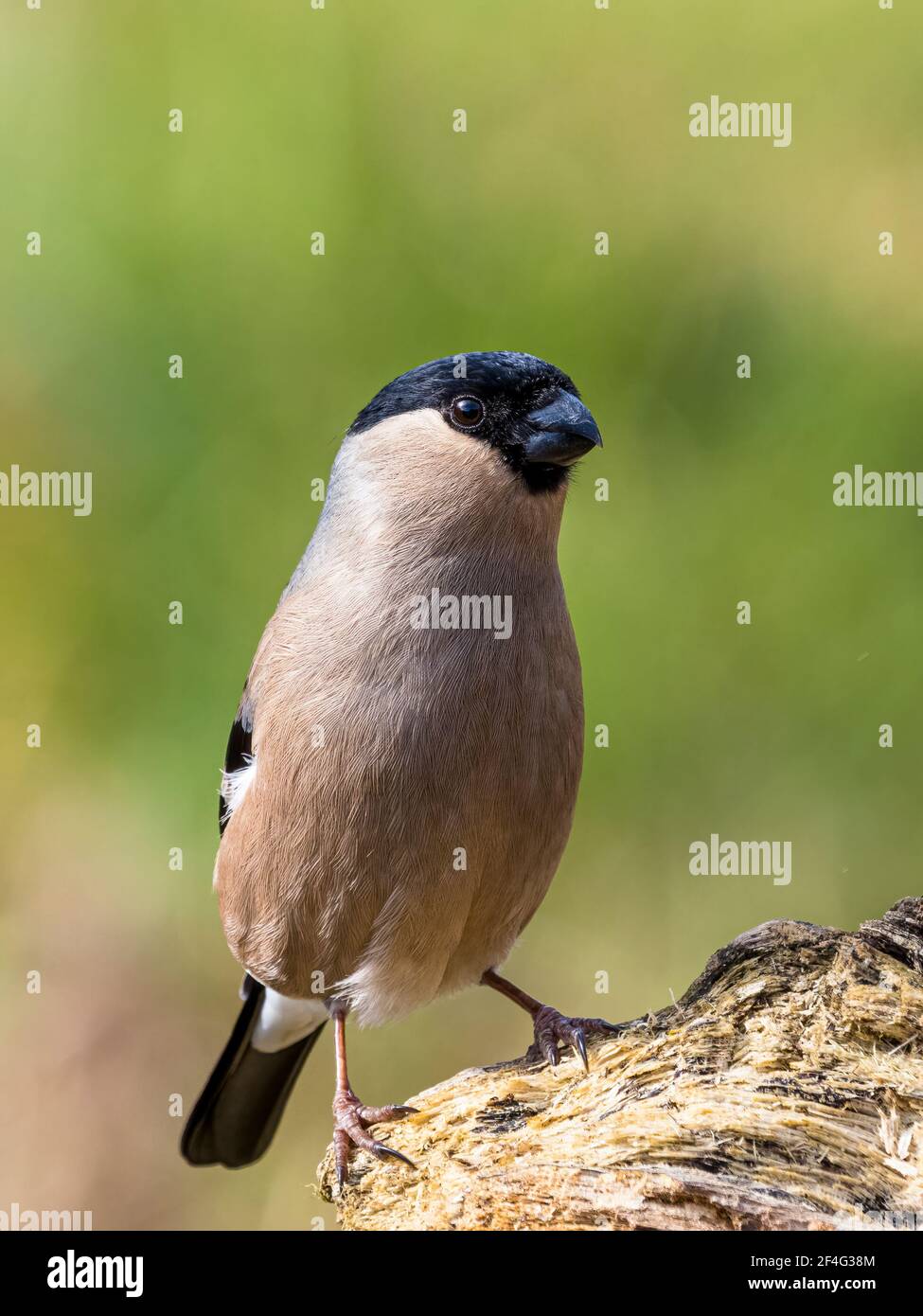 Female bullfinch uk hi-res stock photography and images - Alamy