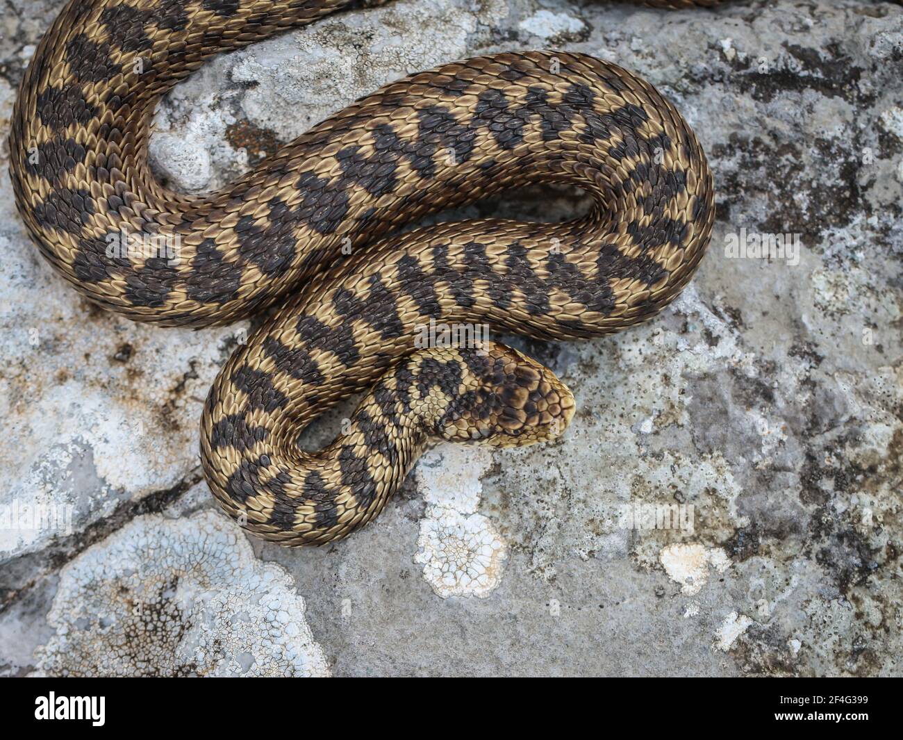 Single female of Meadow viper (latin nama Vipera ursinii) at Mokra Gora ...