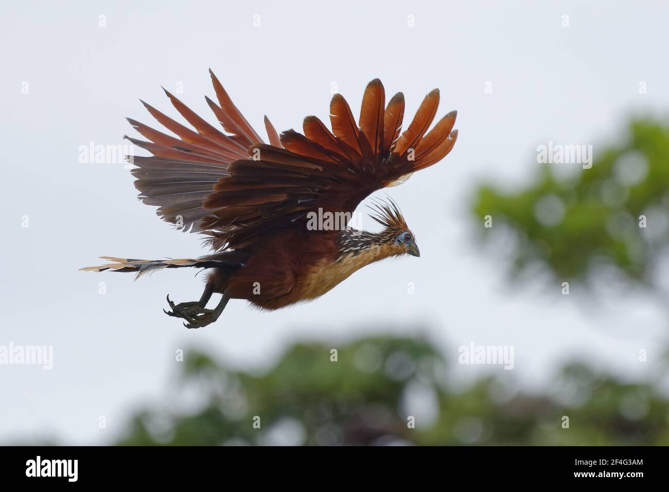 Hoatzin (Opisthocomus hoazin) in Cuyabeno Wildlife Reserve (Amazonia ...