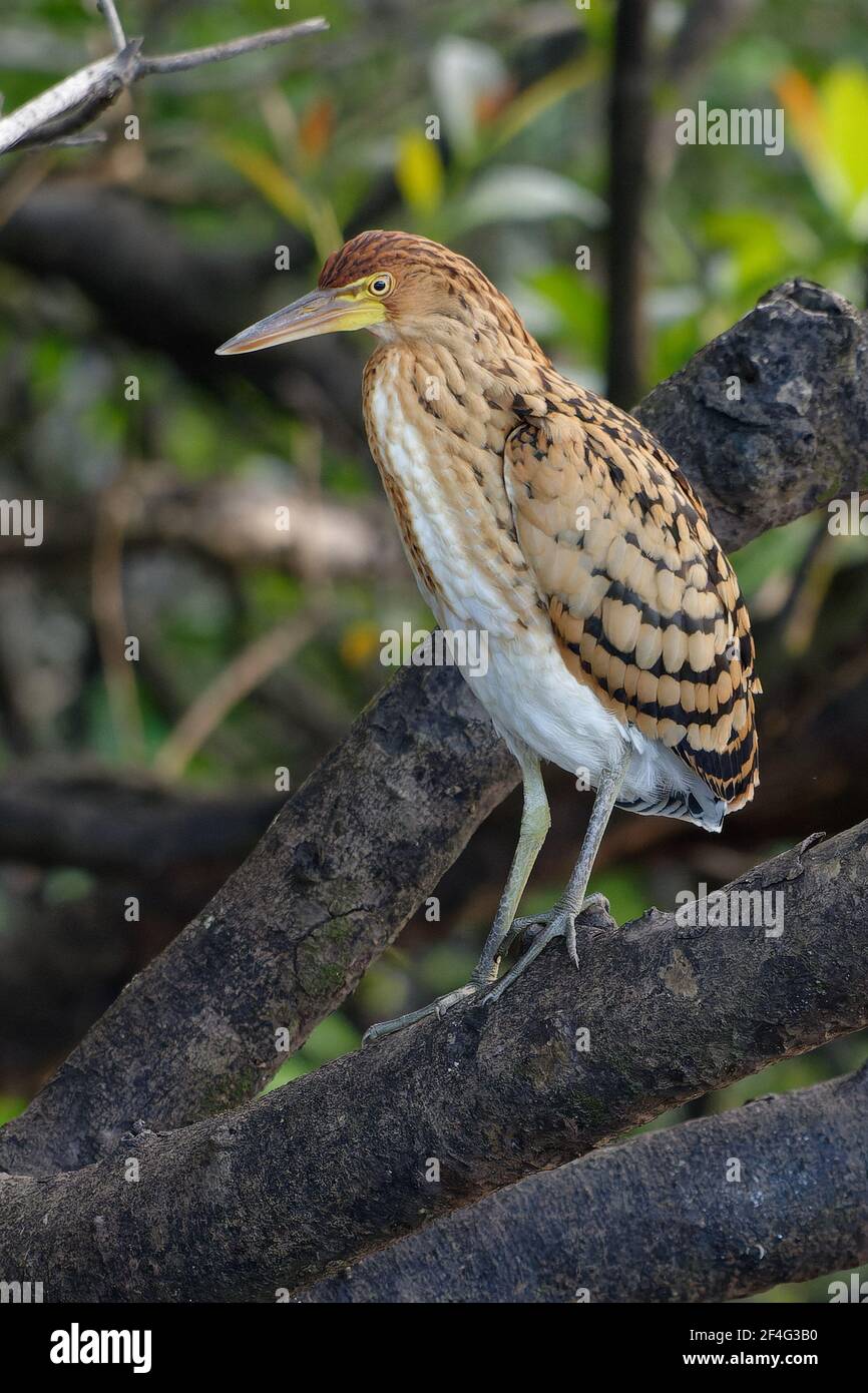 Pinnated Bittern (Botaurus pinnatus) in Cuyabeno Wildlife Reserve ...