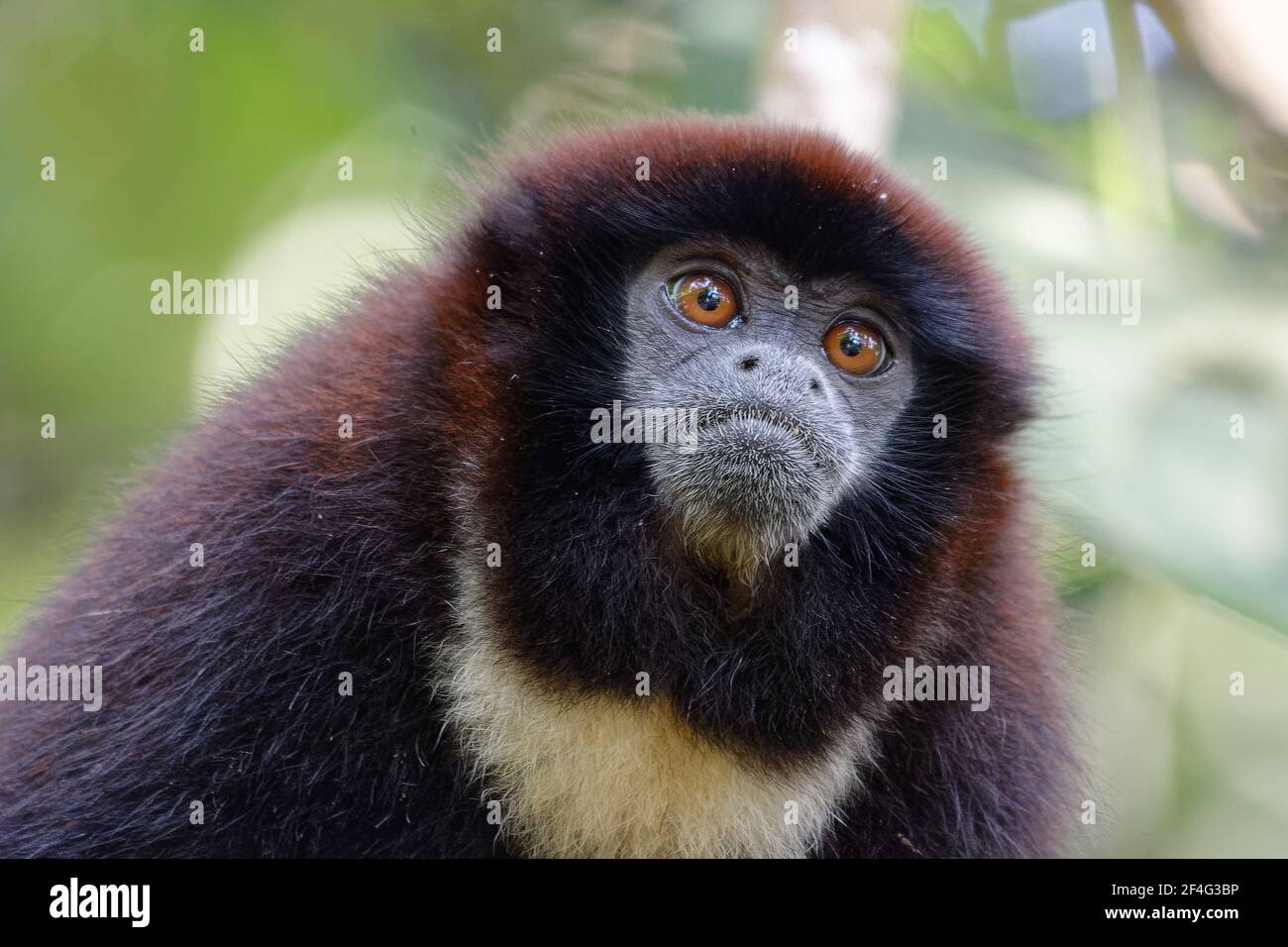 Lucifer Titi or Yellow-handed Titi Monkey (Callicebus lucifer ...