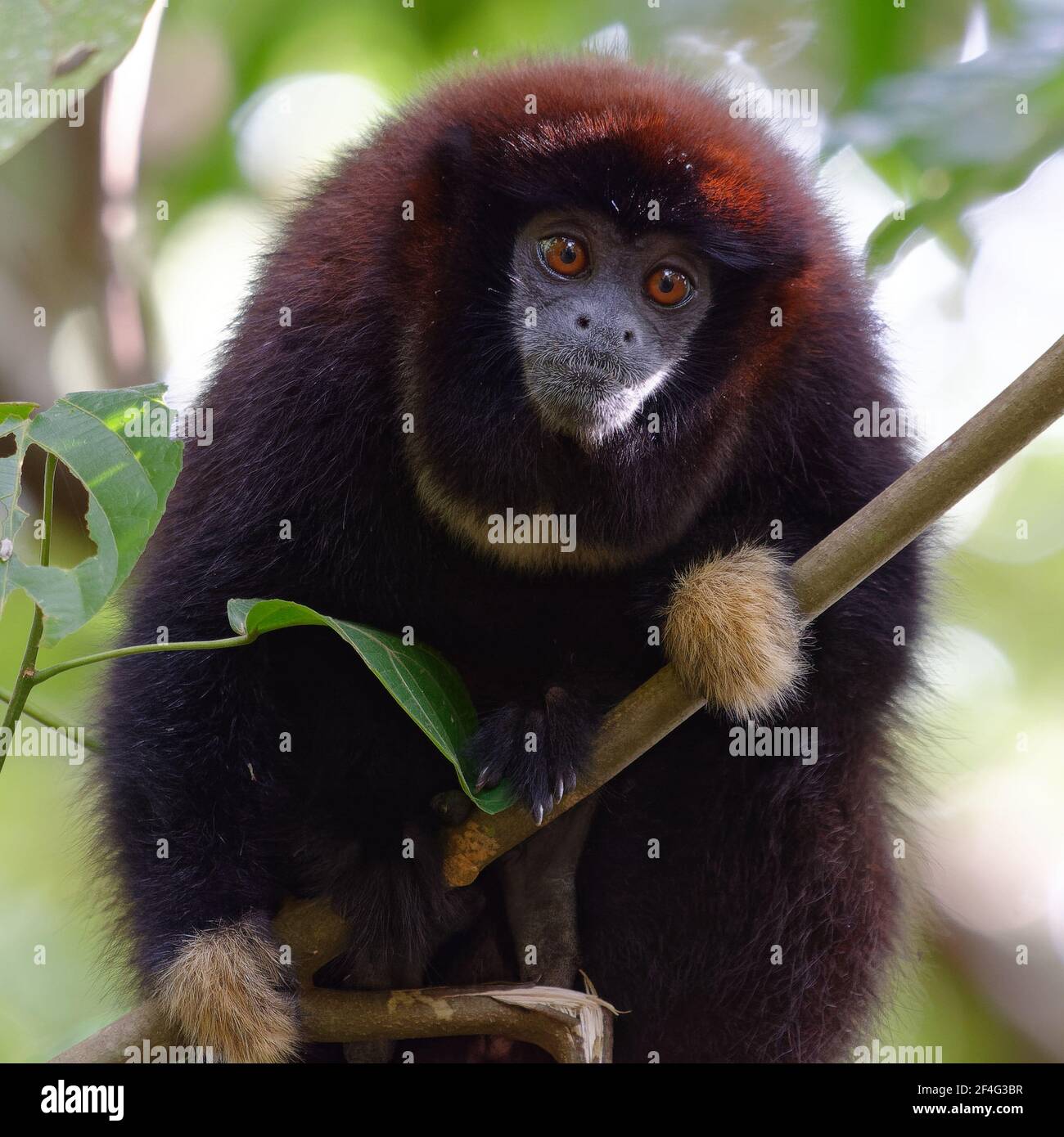 Lucifer Titi or Yellow-handed Titi Monkey (Callicebus lucifer ...