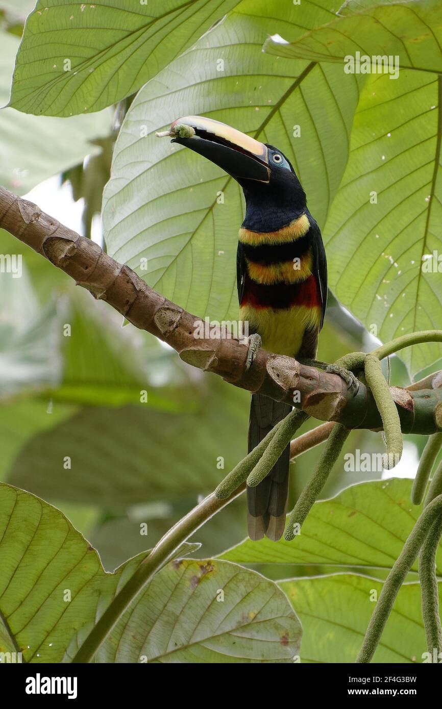 Many-banded Araçari (Pteroglossus pluricinctus) - Cuyabeno Wildlife ...