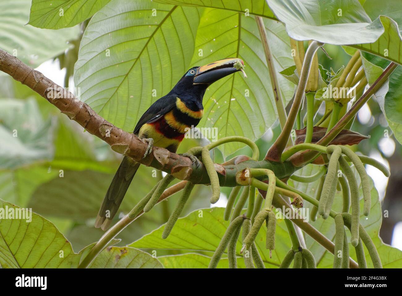 Many-banded Araçari (Pteroglossus pluricinctus) - Cuyabeno Wildlife ...