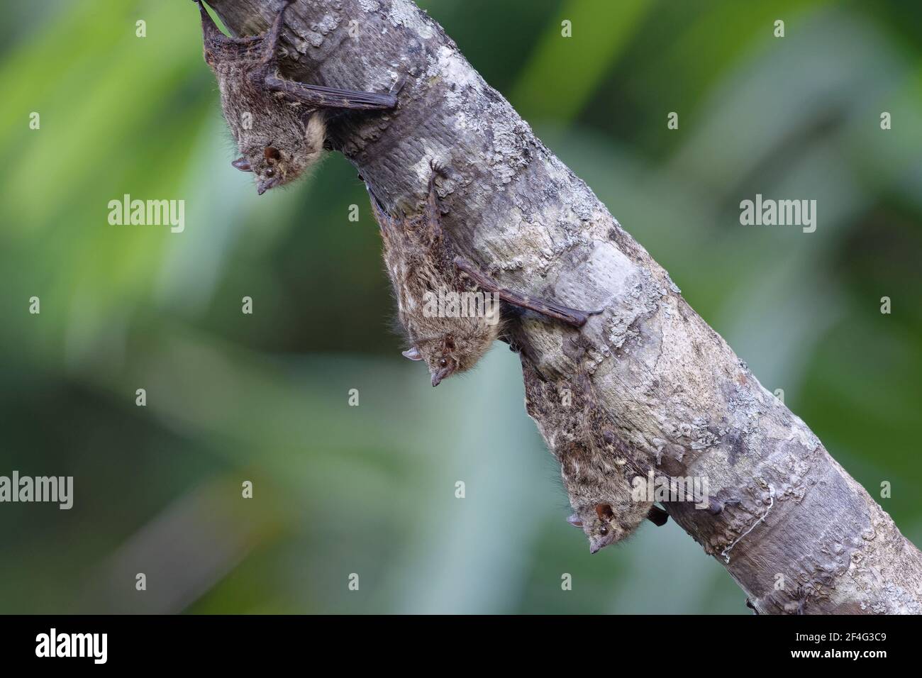 Proboscis Bat (Rhynchonycteris naso) in Cuyabeno Wildlife Reserve ...