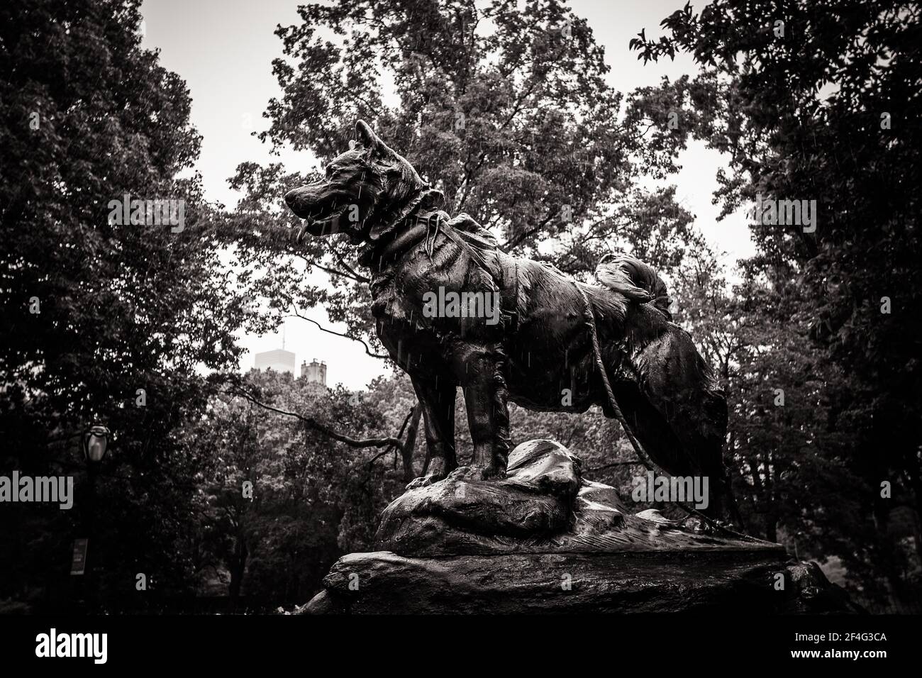 Black and white image of the statue of Balto in Central Park Stock ...