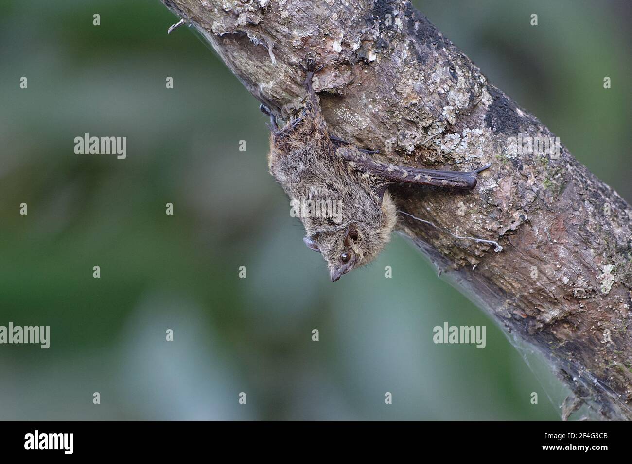 Proboscis Bat (Rhynchonycteris naso) in Cuyabeno Wildlife Reserve ...