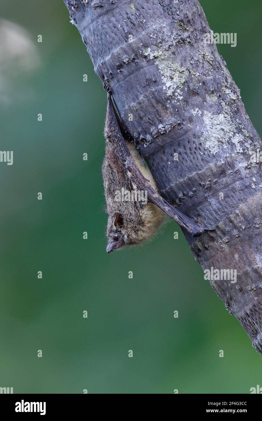 Proboscis Bat (Rhynchonycteris naso) in Cuyabeno Wildlife Reserve ...