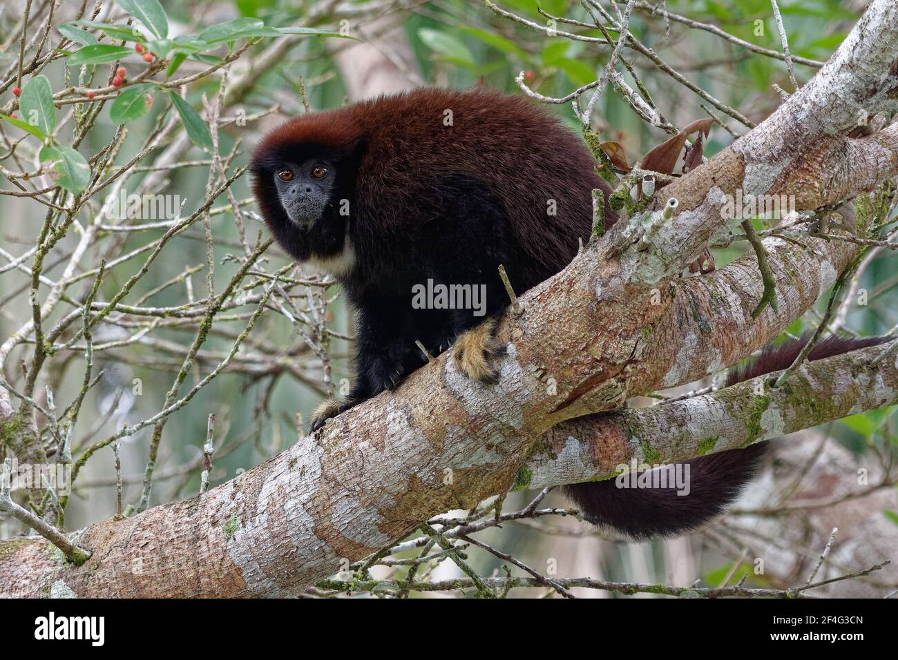 Lucifer Titi or Yellow-handed Titi Monkey (Callicebus lucifer ...