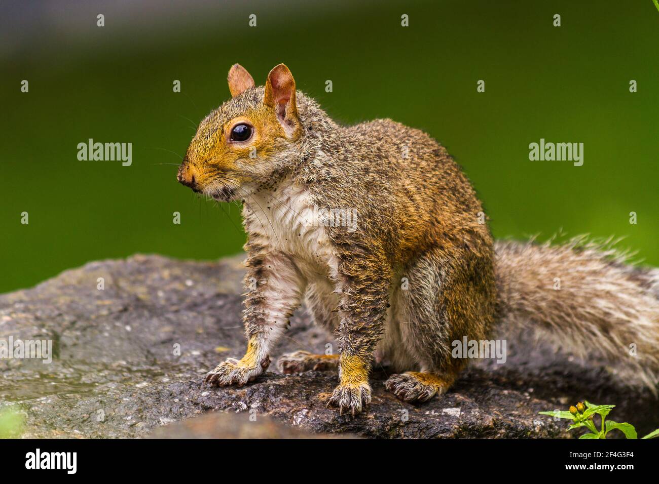 Profile of an Eastern gray squirrel (Sciurus carolinensis) standing on ...