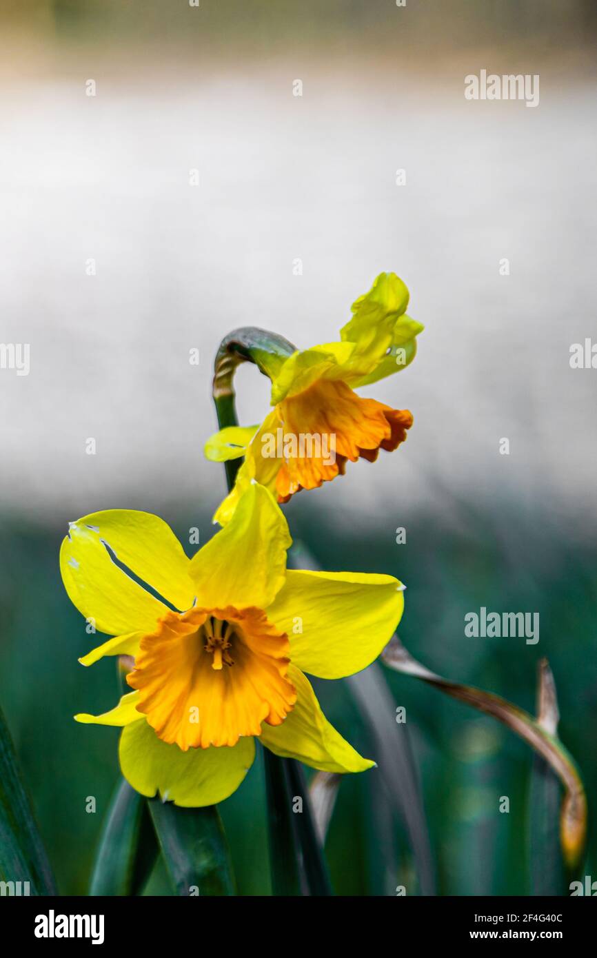 Spring around the corner hi-res stock photography and images - Alamy