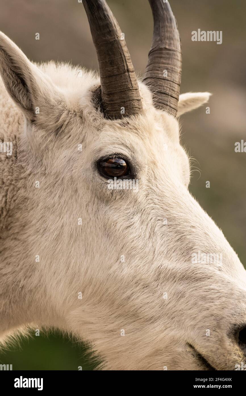 Mountain Goat Eyes