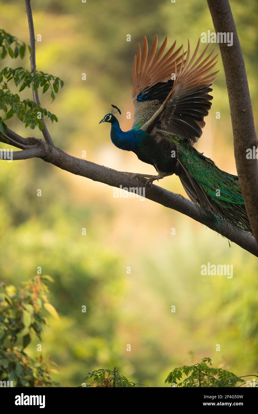 Beautiful peacock in natural environment hi-res stock photography and ...