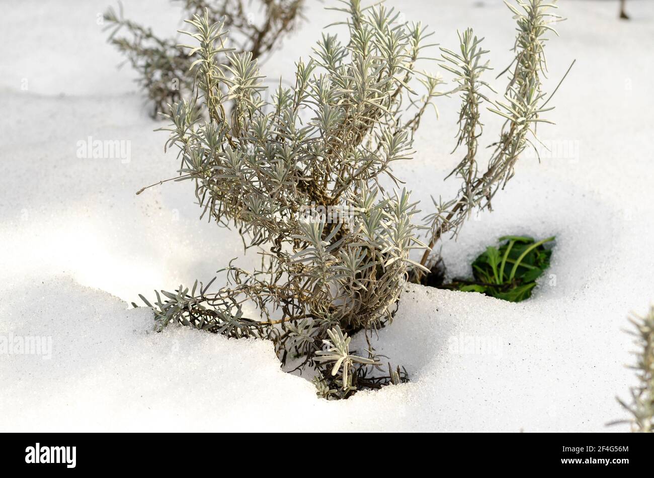 Young lavender bushes in the winter behind under the snow. Plants Stock ...