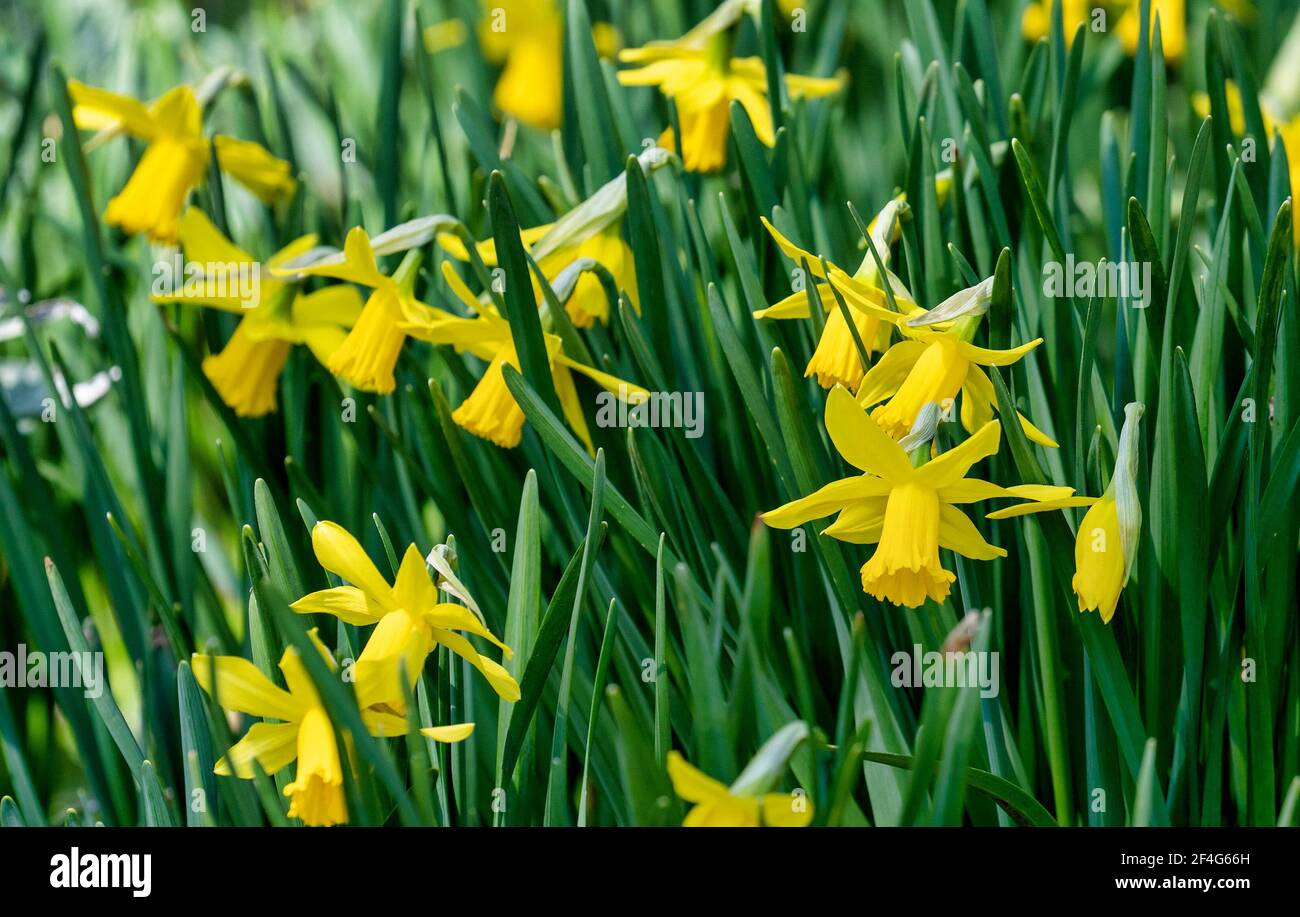 Early season Daffodils in bloom Stock Photo - Alamy