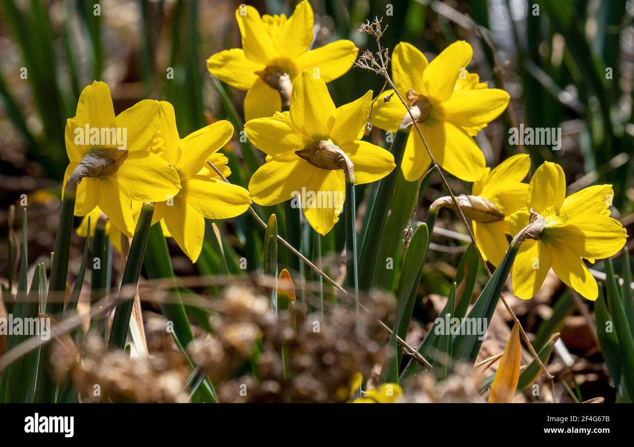 Early season Daffodils in bloom Stock Photo - Alamy