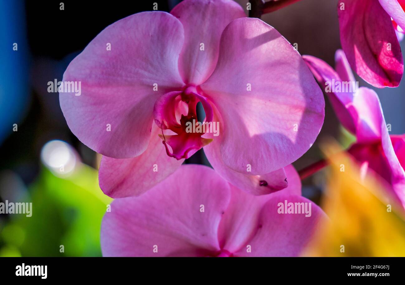 Indoor house plants glowing in the morning sun Stock Photo - Alamy