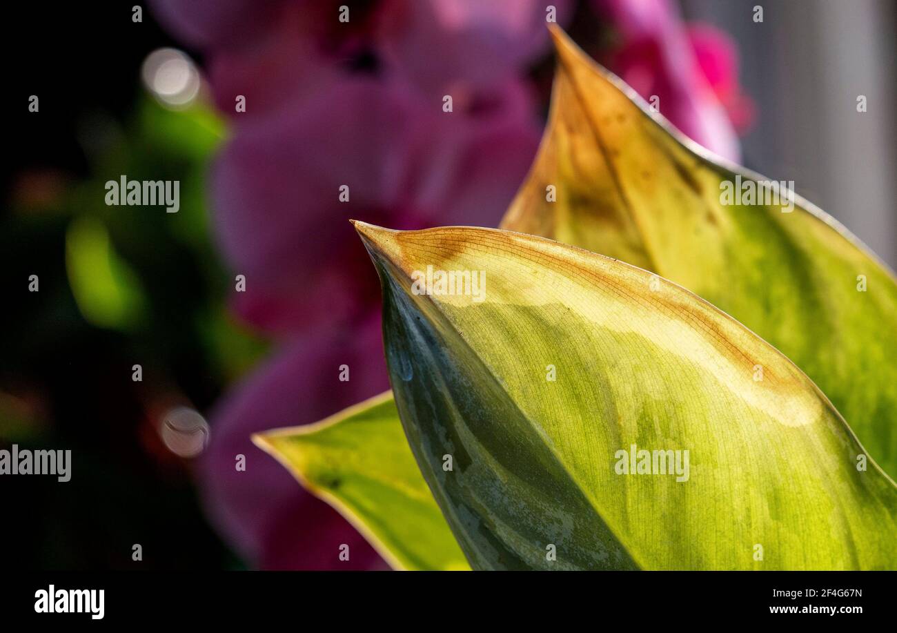 Indoor house plants glowing in the morning sun Stock Photo - Alamy