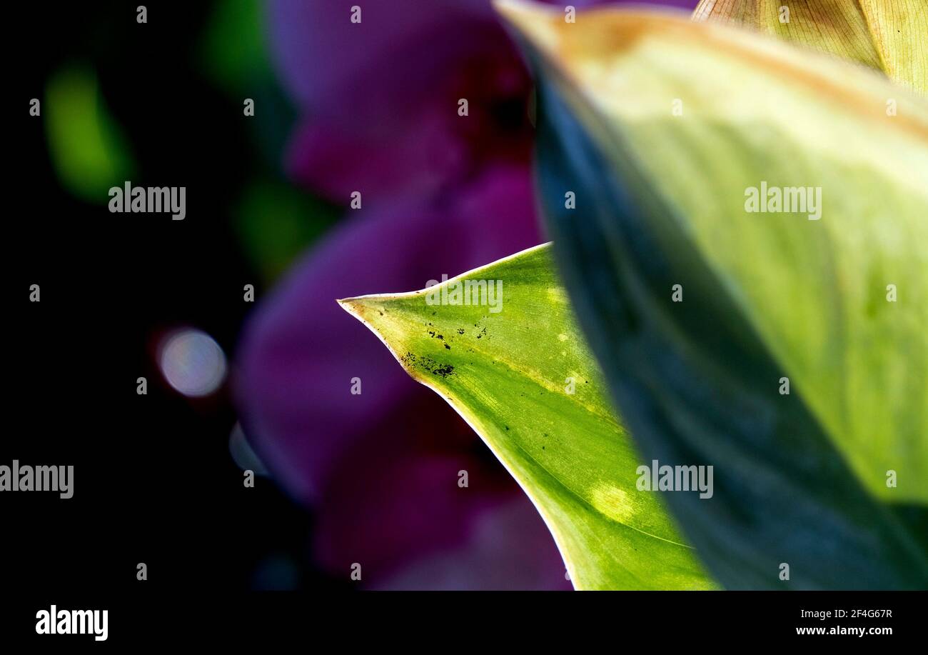 Indoor house plants glowing in the morning sun Stock Photo - Alamy
