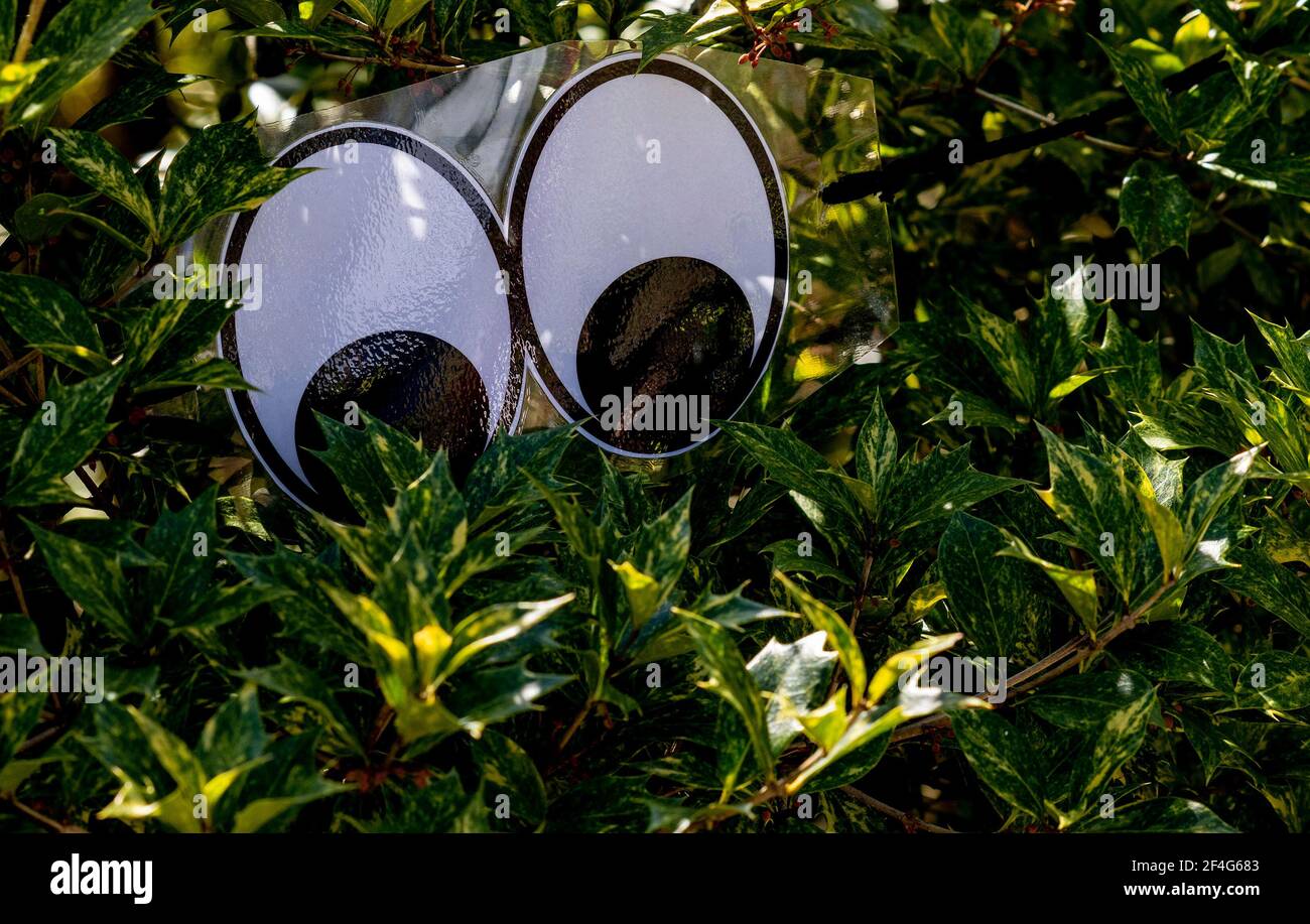 Googly eyed hi-res stock photography and images - Alamy