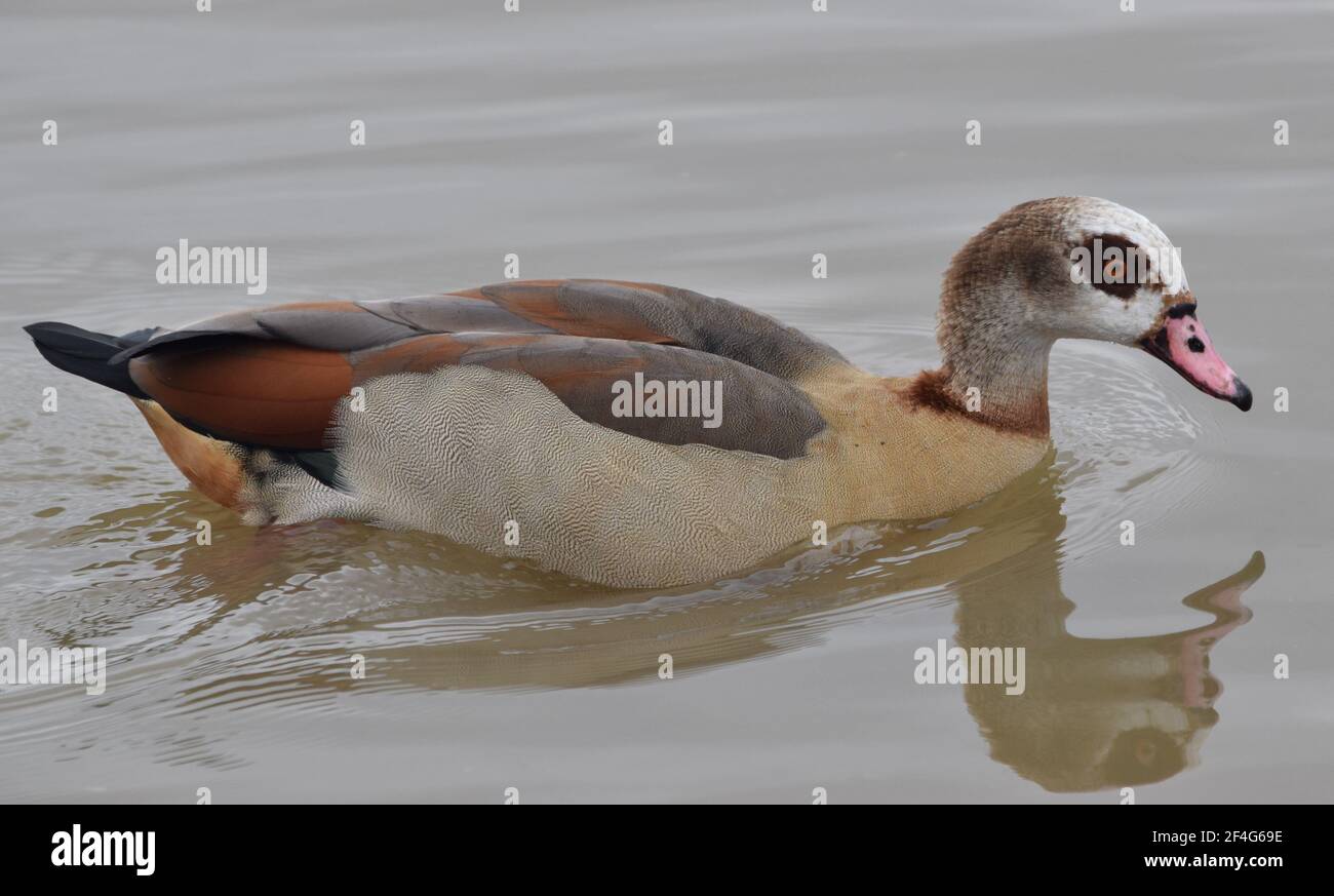 Thames wildlife hi-res stock photography and images - Alamy