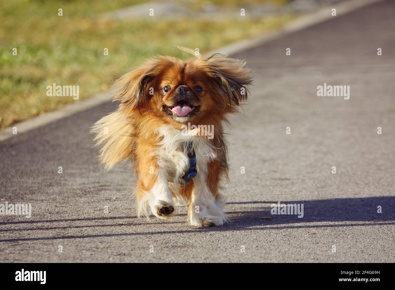 Pekingese china hi-res stock photography and images - Alamy