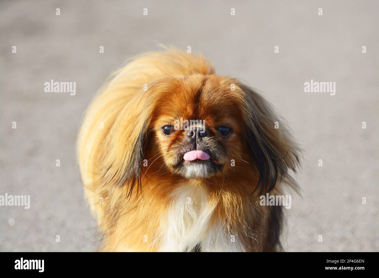 Pekingese colors hi-res stock photography and images - Alamy