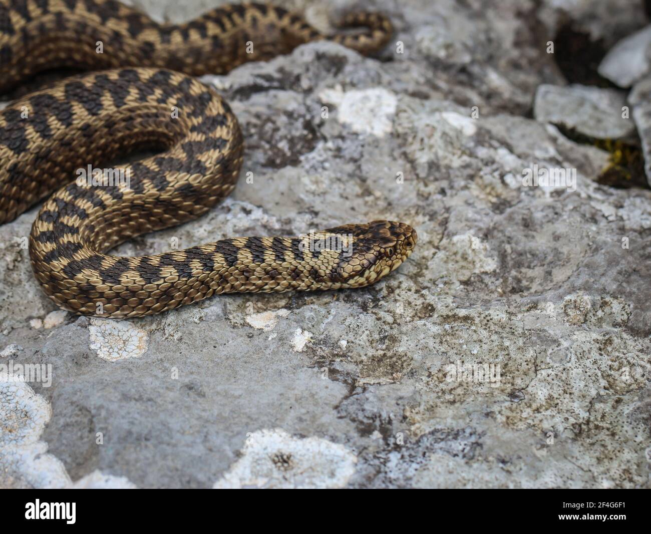 Single female of Meadow viper (latin nama Vipera ursinii) at Mokra Gora ...