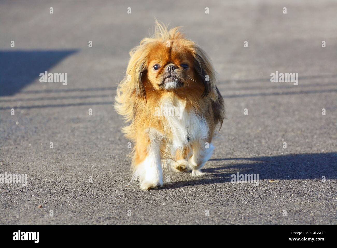 Pekingese colors hi-res stock photography and images - Alamy