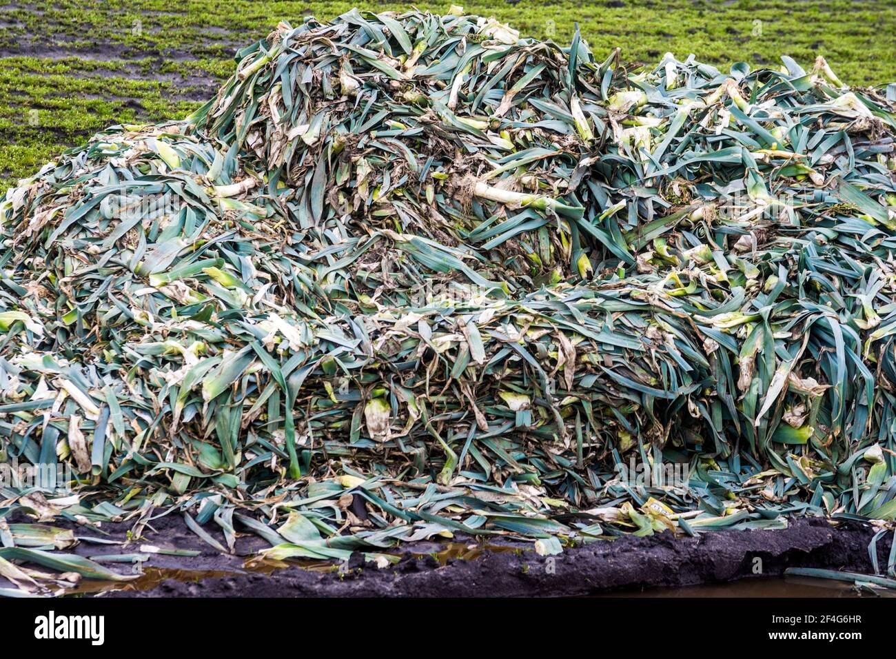 Rotten Vegetable Field High Resolution Stock Photography and Images - Alamy