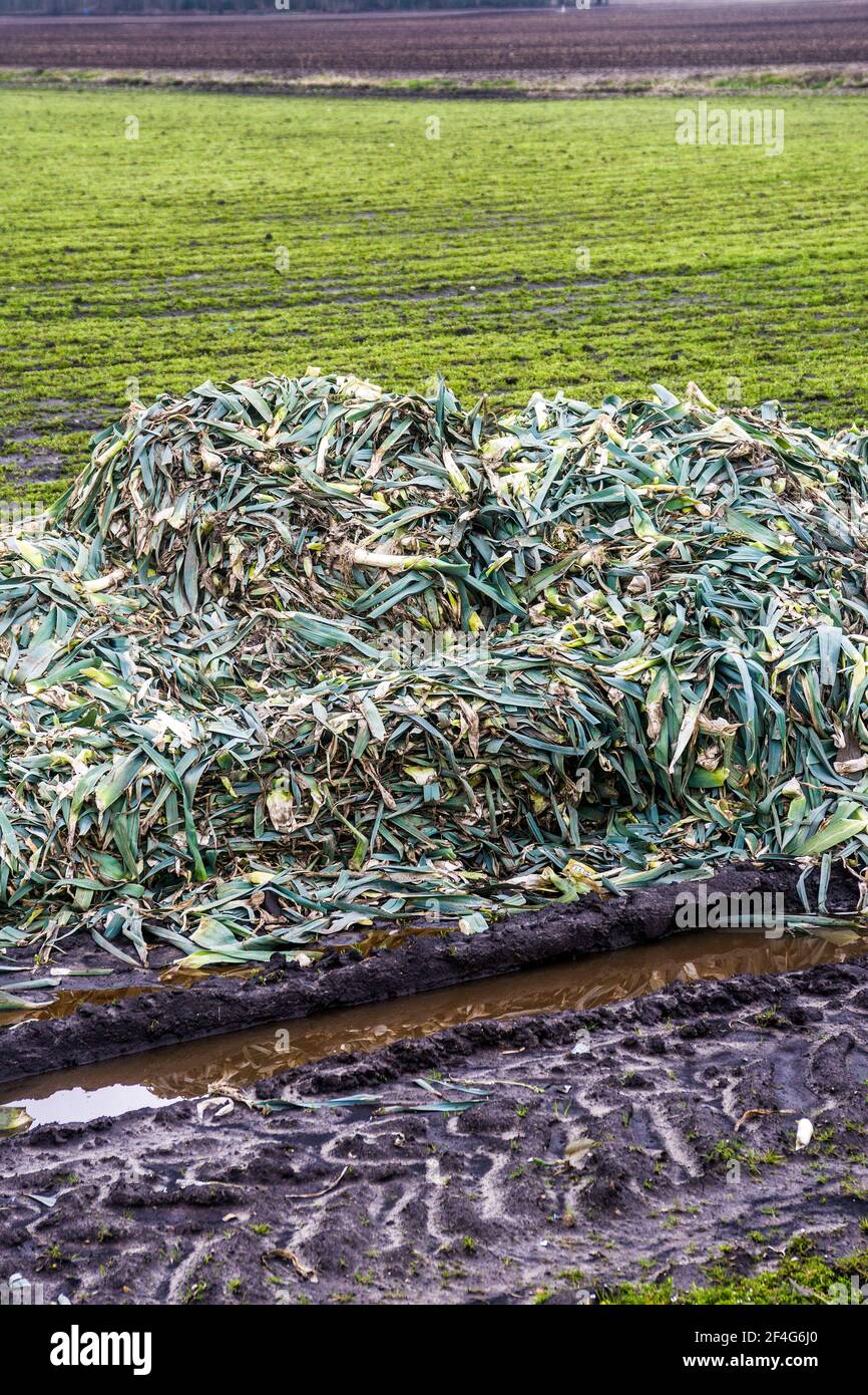 Rotten leeks in a Lancashire field Stock Photo - Alamy